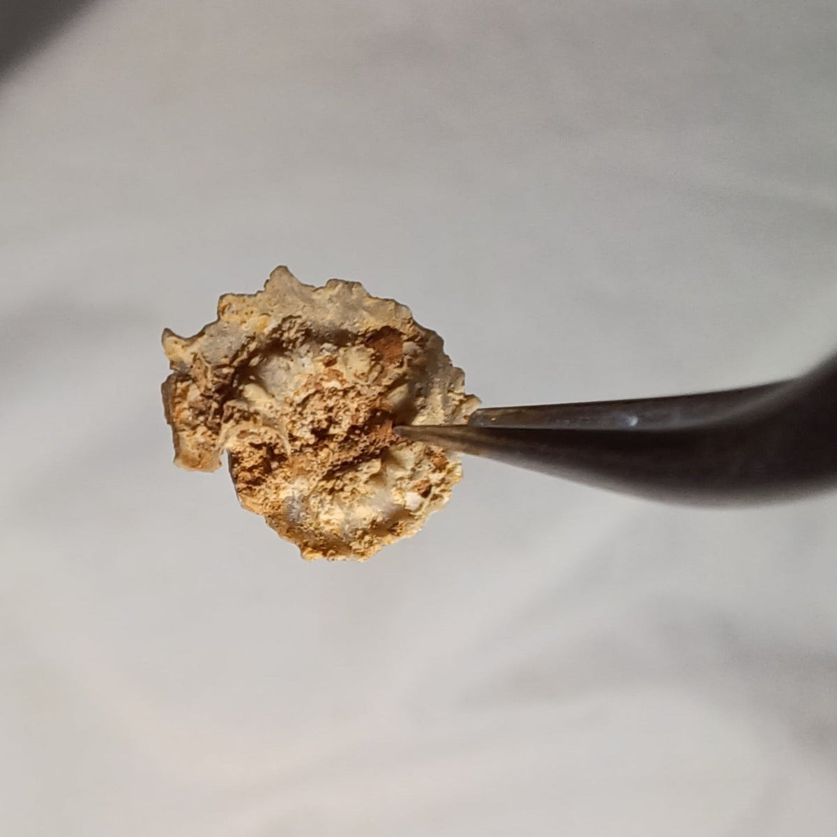 jurassiphorus caillaudensis – Rupella Fossiles