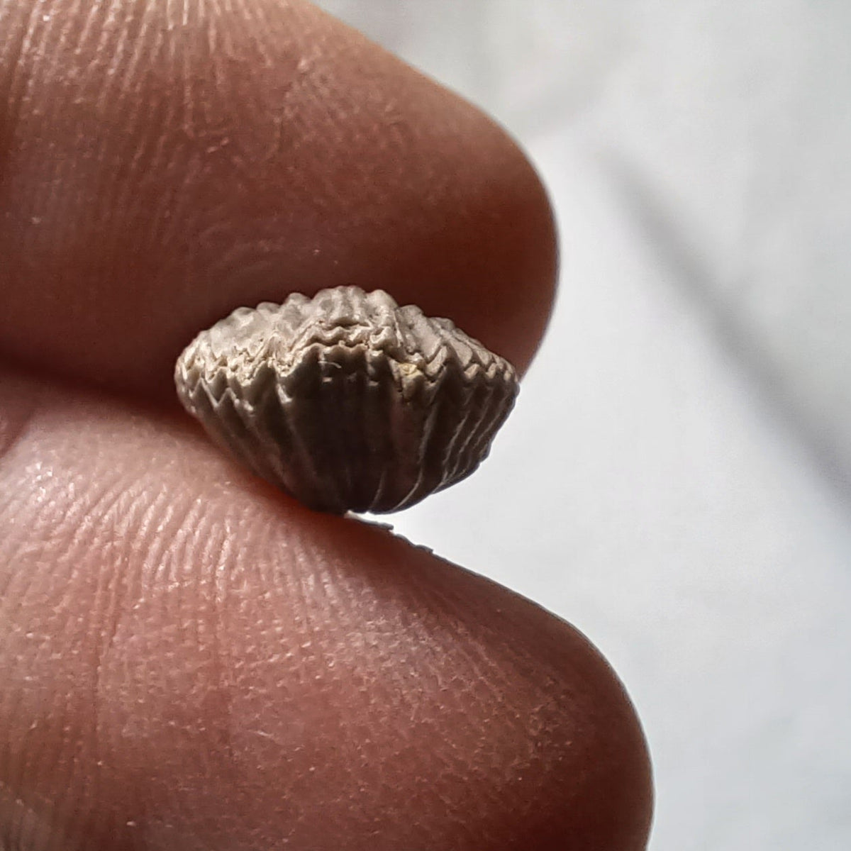 Gemmarcula asteriana – Rupella Fossiles