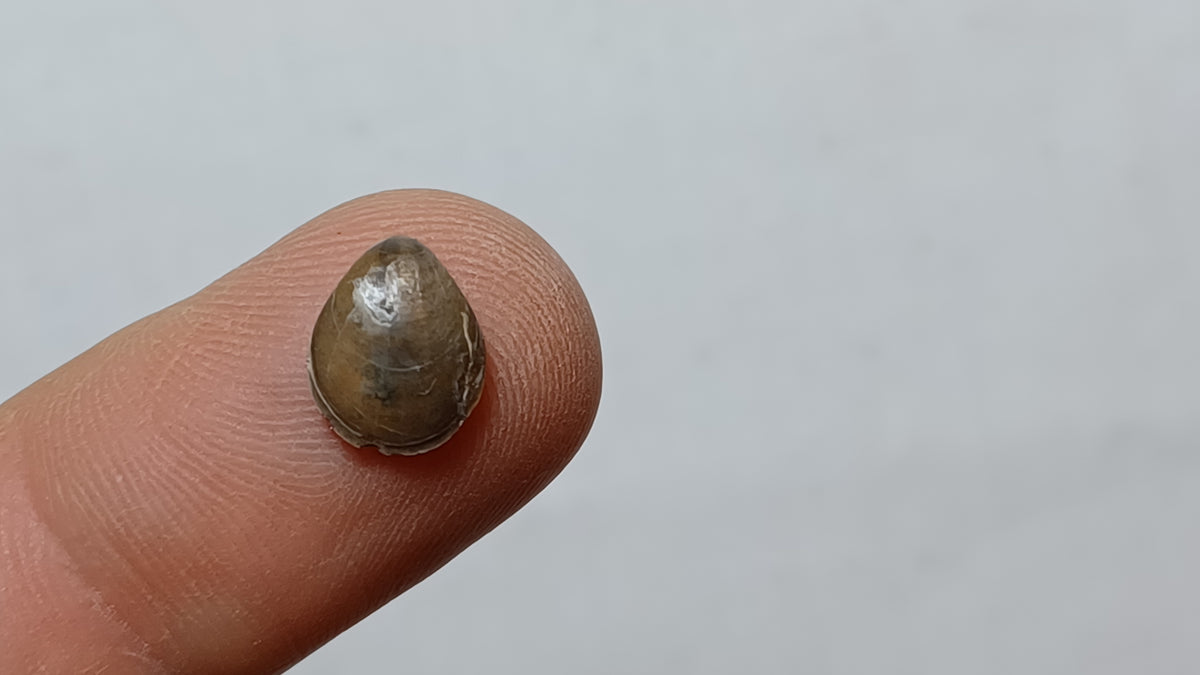 Cincta numismalis – Rupella Fossiles