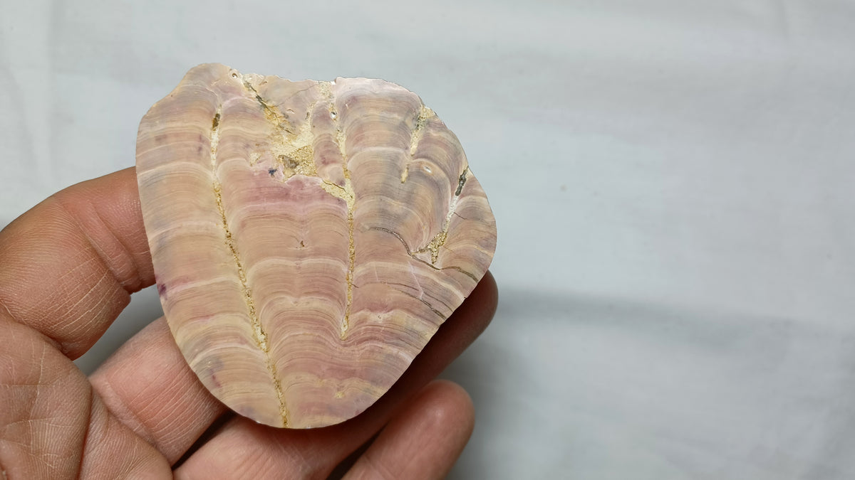 Solenopora jurassica – Rupella Fossiles