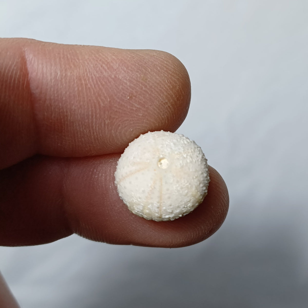 Orthopsis miliaris – Rupella Fossiles