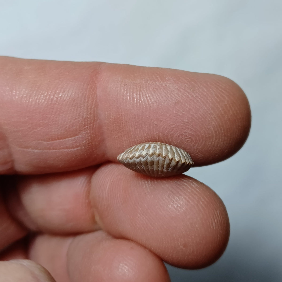 Septaliphoria corallina – Rupella Fossiles